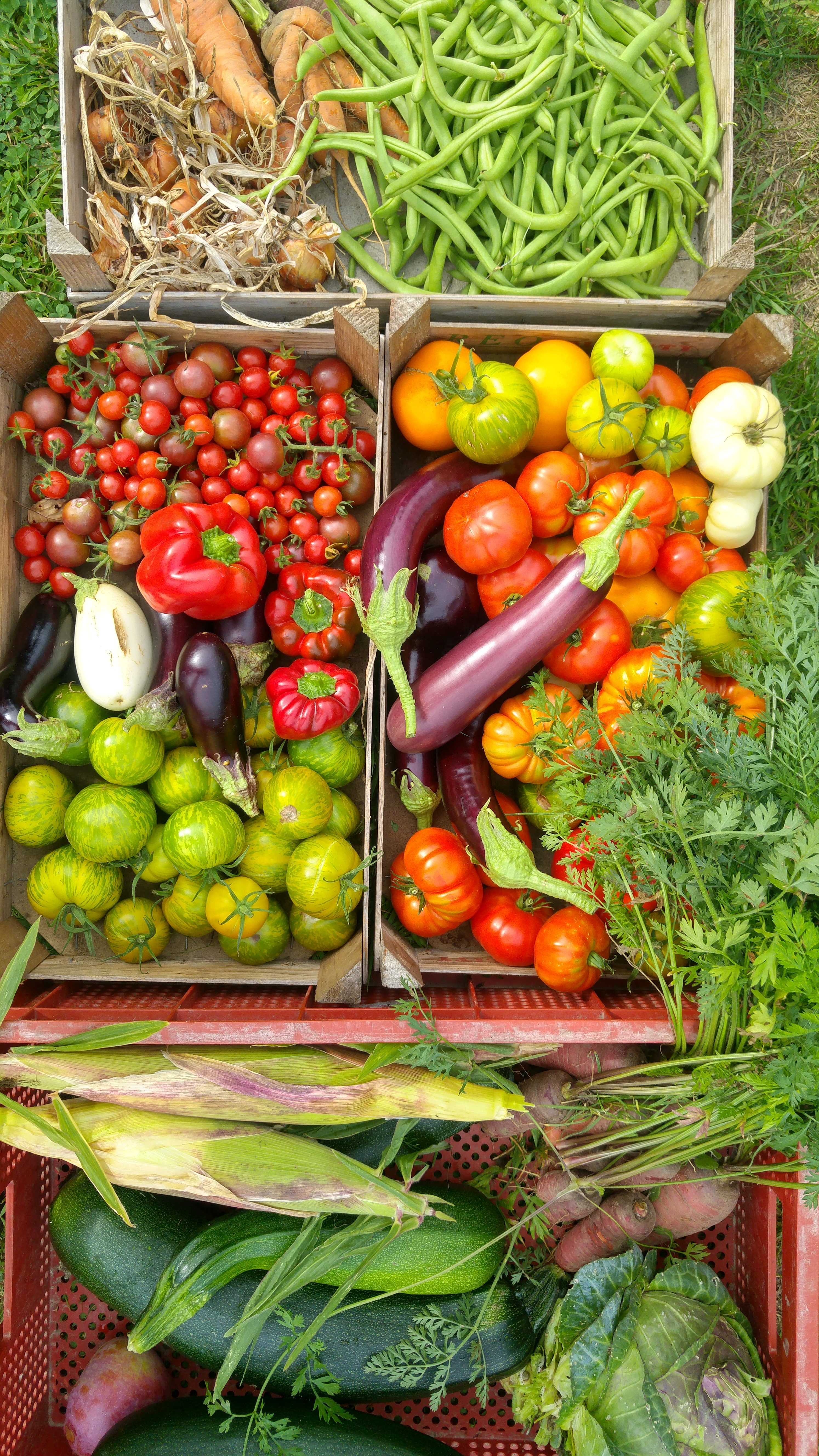 Jardiner sans se planter- Initiation au jardinage biologique et à la ...
